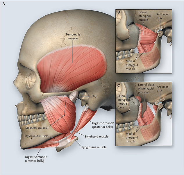 La chiropratica può risolvere i disturbi dell'articolazione della bocca